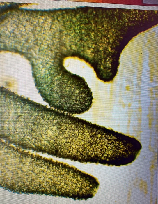 Solved label the diagramgrantia sycon cross | Chegg.com