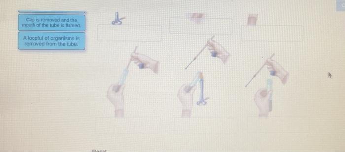 Solved Please order the steps of this figure to demonstrate | Chegg.com