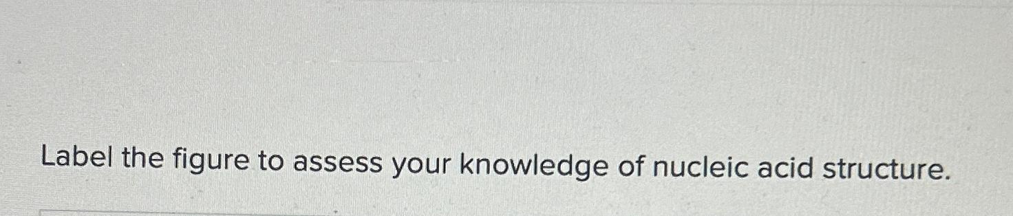Solved Label the figure to assess your knowledge of nucleic | Chegg.com