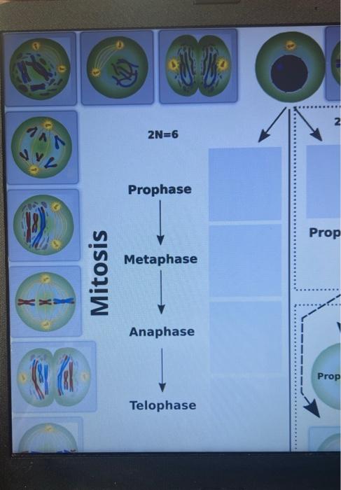Solved 2N=6 Prophase nn Metaphase Anaphase TelophaseProphase | Chegg.com