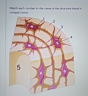 Solved Match each number to the name of the structure found | Chegg.com