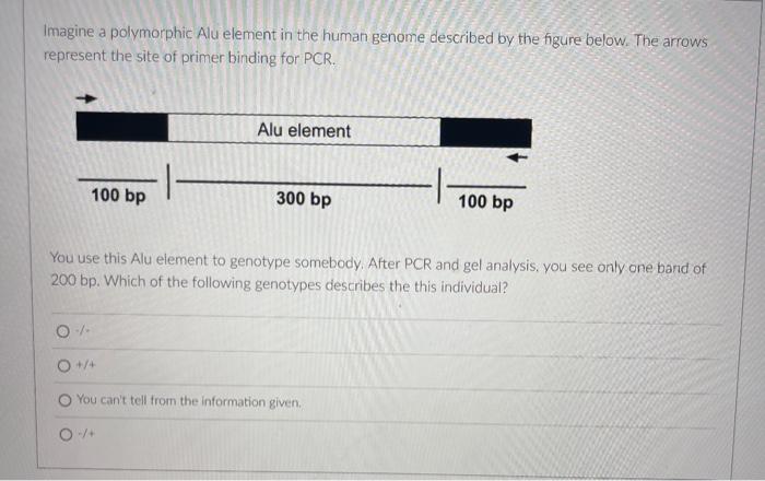Solved Imagine a polymorphic Alu element in the human genome | Chegg.com