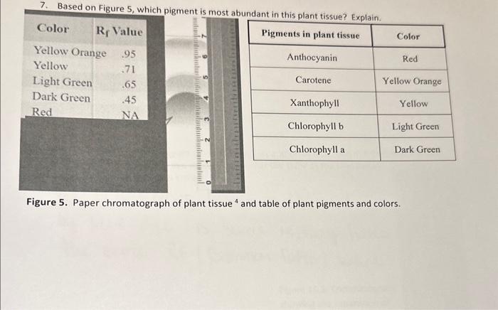 Solved Figure 5. Paper chromatograph of plant tissue 4 and | Chegg.com