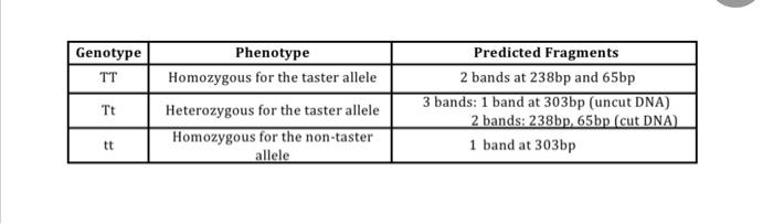 Solved Genotype TT Phenotype Homozygous for the taster | Chegg.com