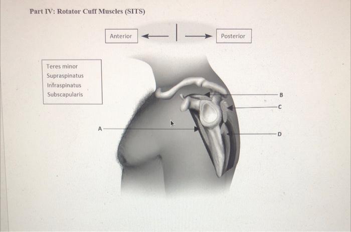 Solved Part IV: Rotator Cuff Muscles (SITS) Anterior | Chegg.com