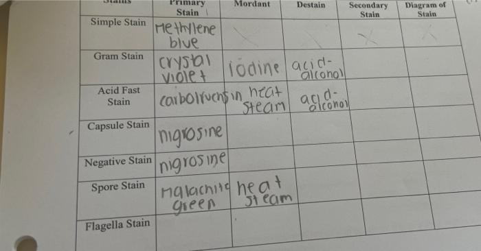 Solved Mordant Primary Stain Destain Secondary Stain Diagram | Chegg.com