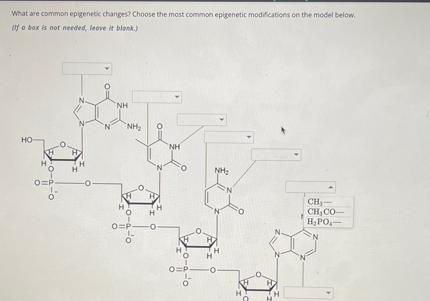 Solved What are common epigenetic changes? Choose the most | Chegg.com Solved What are common epigenetic changes? Choose the most | Chegg.com