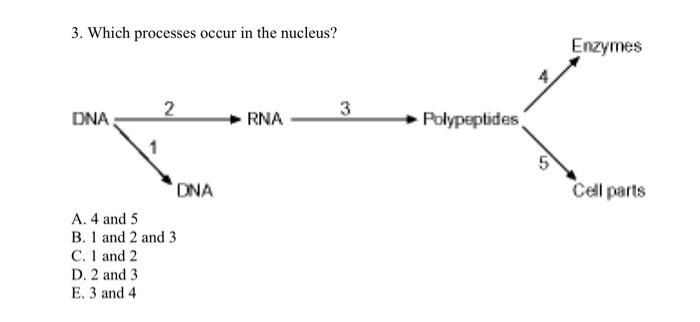 Solved 3. Which processes occur in the nucleus? Enzymes DNA | Chegg.com