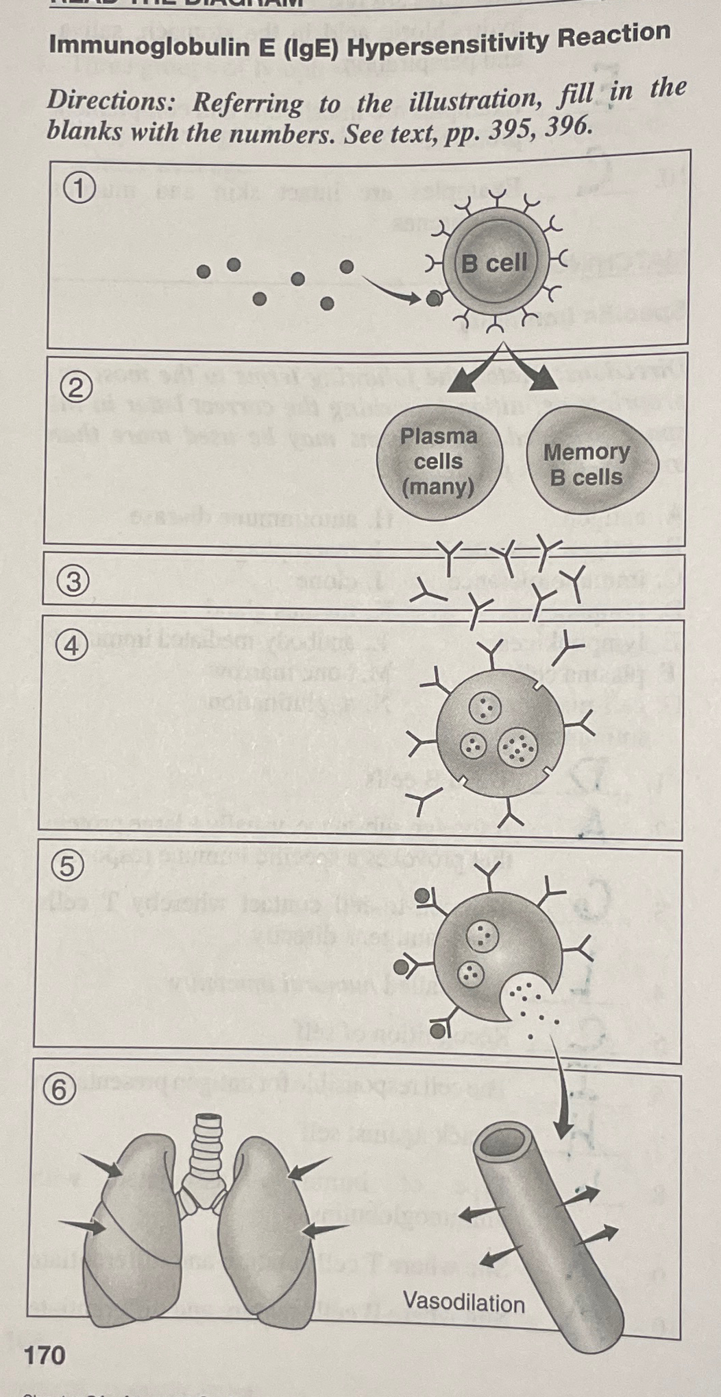 Solved Immunoglobulin E (IgE) ﻿Hypersensitivity | Chegg.com