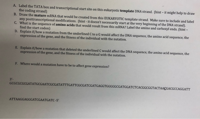 Solved A. Label the TATA box and transcriptional start site | Chegg.com