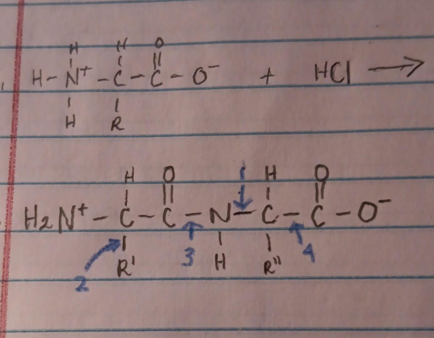 Solved which arrow points to the amine bond? | Chegg.com