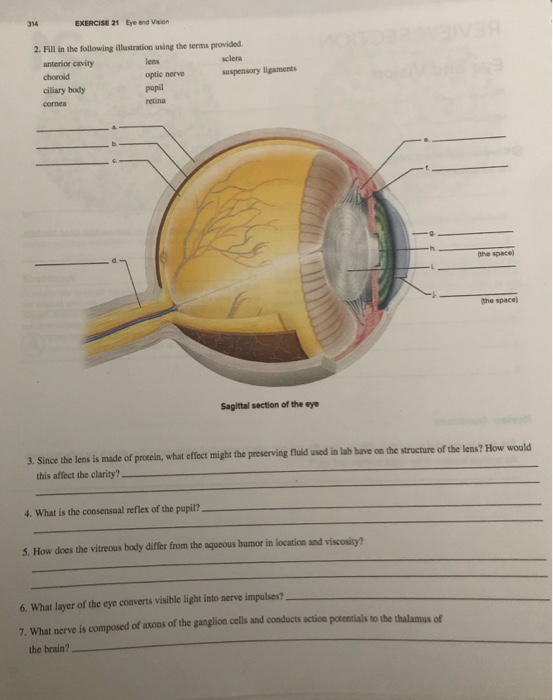 Solved EXERCISE 21 Eye and Vision 2. Fill in the following | Chegg.com