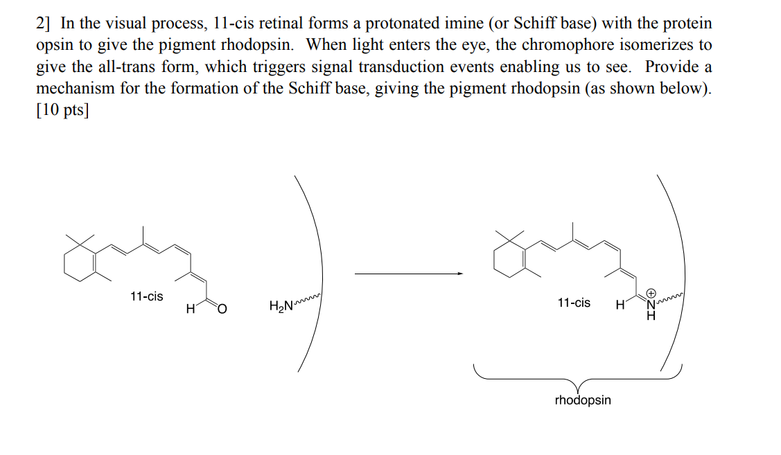 Solved 2] ﻿In the visual process, 11-cis retinal forms a | Chegg.com