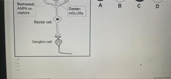Solved The difference between simple cells and complex cells | Chegg.com