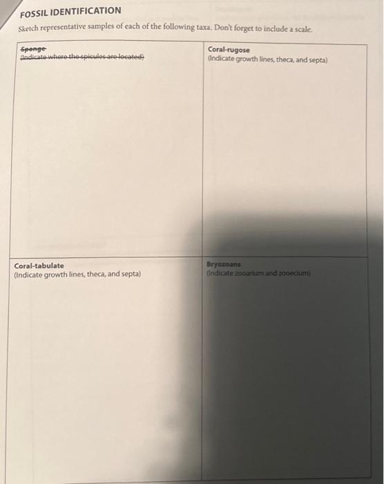 FOSSIL IDENTIFICATION | Chegg.com