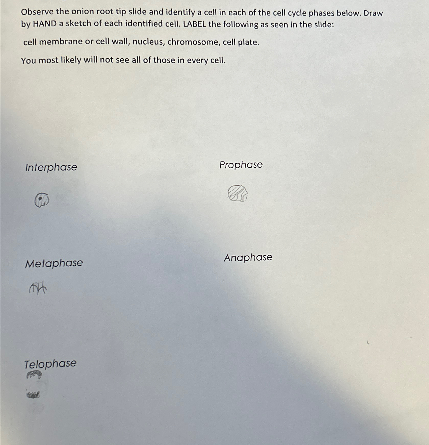 Solved Observe the onion root tip slide and identify a cell | Chegg.com