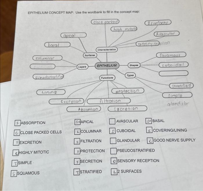 Solved EPITHELIUM CONCEPT MAP: Use the wordbank to fill in | Chegg.com