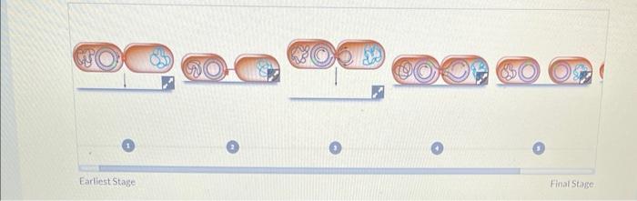 Solved Rank the images below in the logical order of | Chegg.com