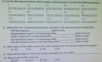 Solved II. ﻿Use the DNA sequence below, which encodes a | Chegg.com