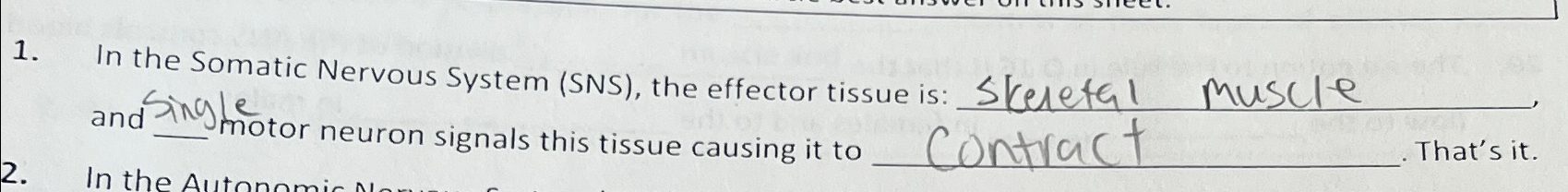 Solved In the Somatic Nervous System (SNS), ﻿the effector | Chegg.com