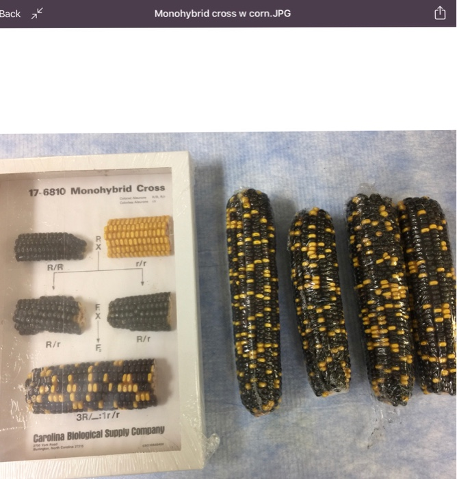 Solved 7. Examine the posters of Monohybrid corn and | Chegg.com