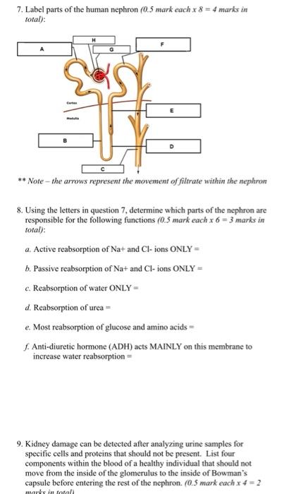 Solved 7. Label parts of the human nephron (0.5 mark each x | Chegg.com