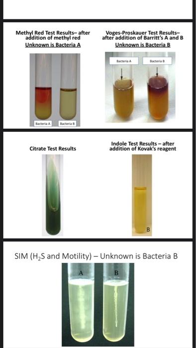 Solved MSA – First plate EMB - Unknown is Bacteria A A MSA | Chegg.com