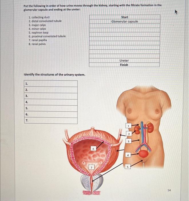 Solved Match each lettered term with the most closely | Chegg.com