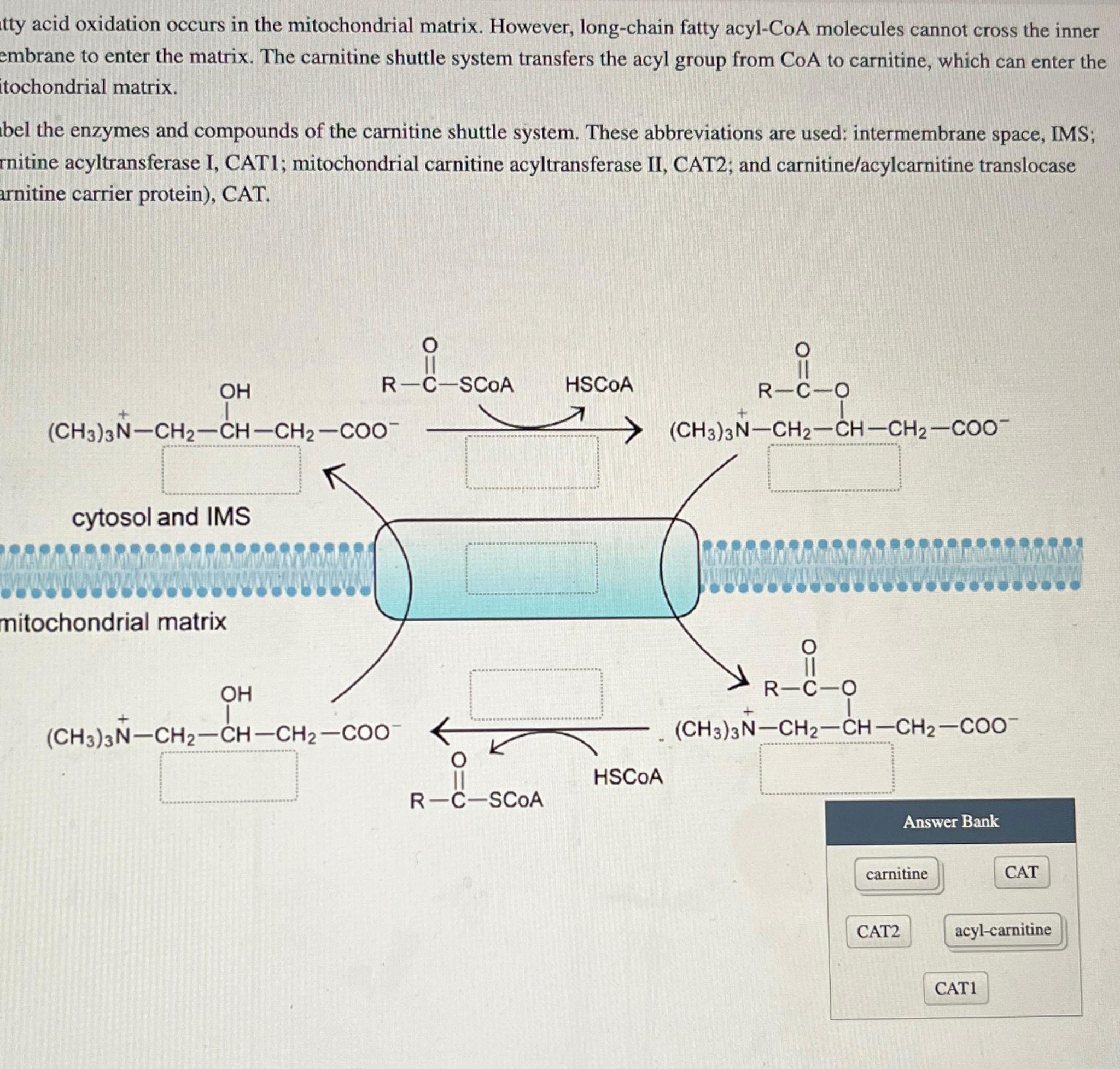 Solved tty acid oxidation occurs in the mitochondrial | Chegg.com