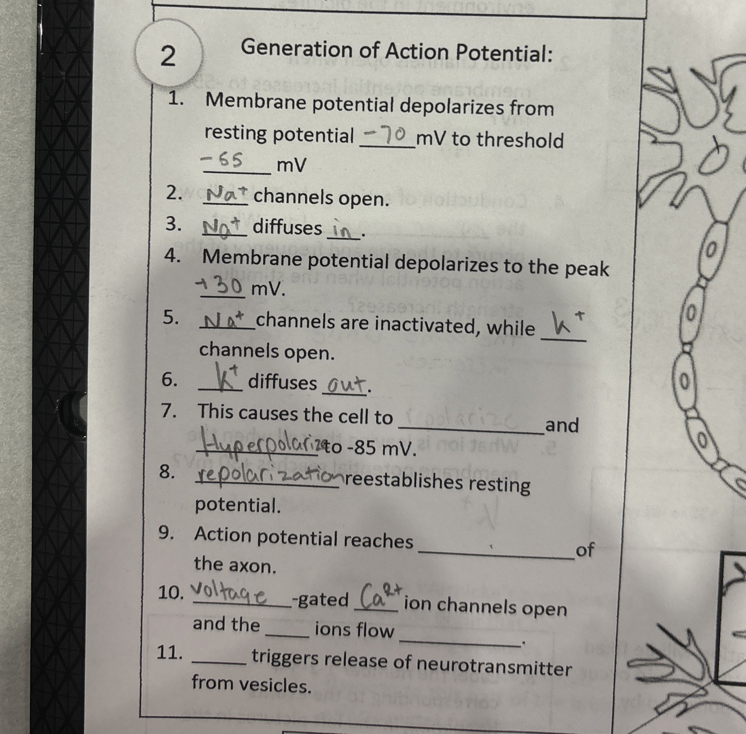 Solved 2 ﻿Generation of Action Potential:Membrane potential | Chegg.com