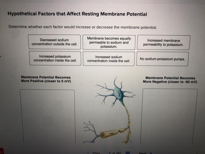 Solved Hypothetical Factors that Affect Resting Membrane | Chegg.com