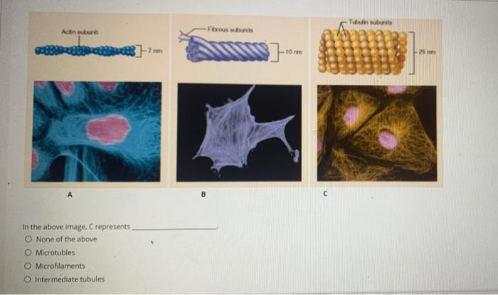 Solved Tuin Actin Fibrous subunits - 7 10 25 m c In the | Chegg.com