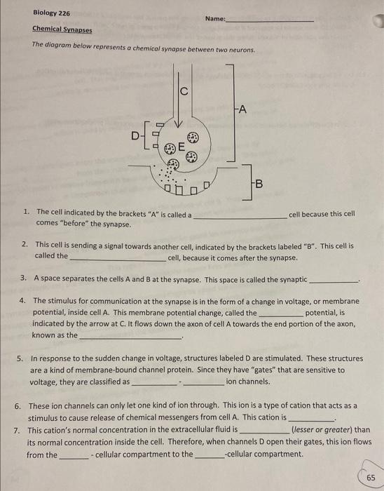Solved The diagram below represents a chemical synapse | Chegg.com