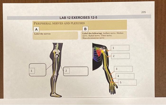Solved 205 LAB 12 EXERCISES 12−5 PERIPHERAL NERVES AND | Chegg.com