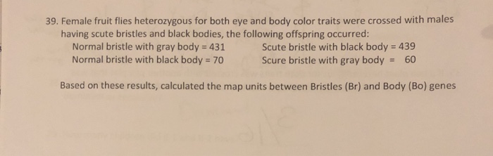 Solved 39 Female Fruit Flies Heterozygous For Both Eye And 6625