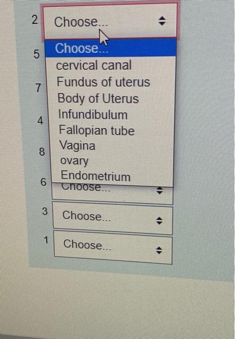 Solved 2 . Choose... Choose 5 cervical canal Fundus of | Chegg.com
