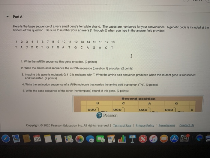 Solved Part A Here is the base sequence of a very small | Chegg.com