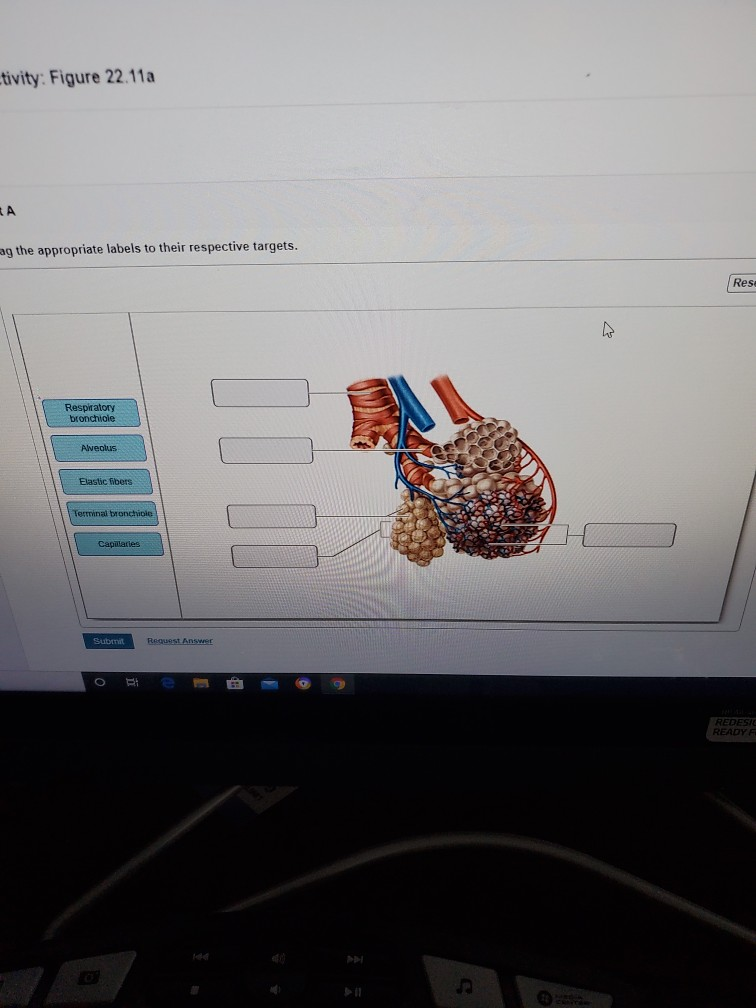 Solved -tivity: Figure 22.11a А ag the appropriate labels to | Chegg.com