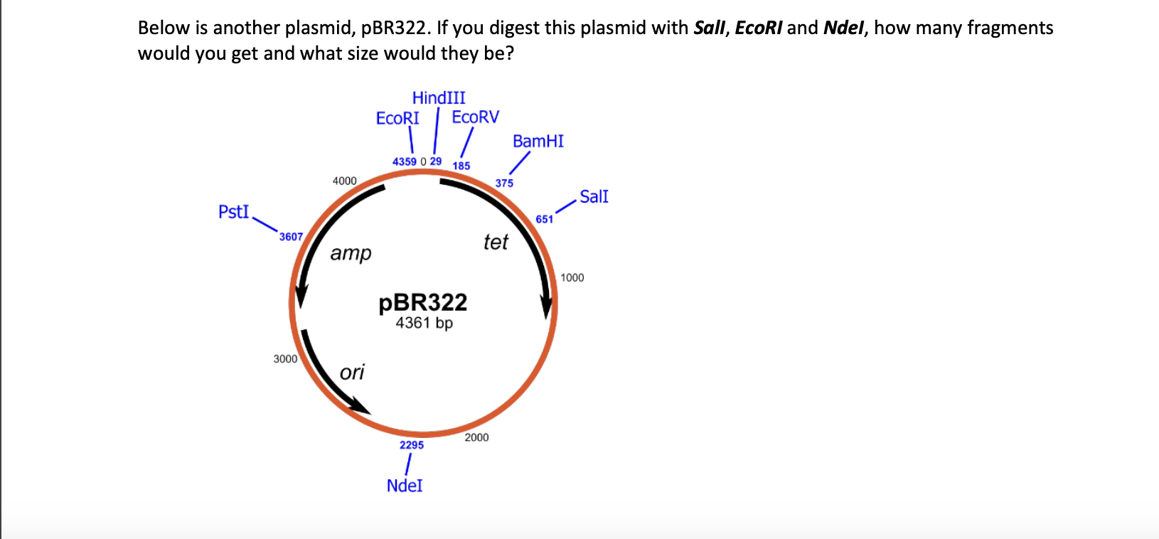 Solved Below is another plasmid, pBR322. If you digest this | Chegg.com Solved Below is another plasmid, pBR322. If you digest this | Chegg.com