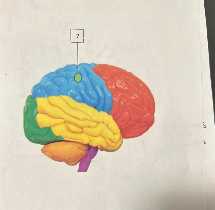 Solved Label the specific location of the dot on the brain | Chegg.com
