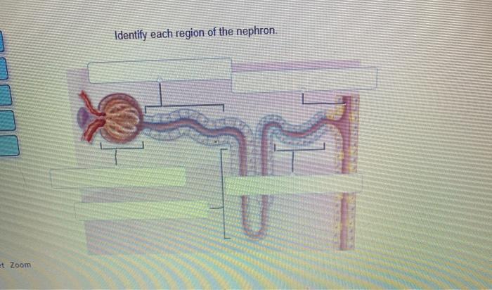 Solved Identify each region of the nephron. U et Zoom | Chegg.com Solved Identify each region of the nephron. U et Zoom | Chegg.com