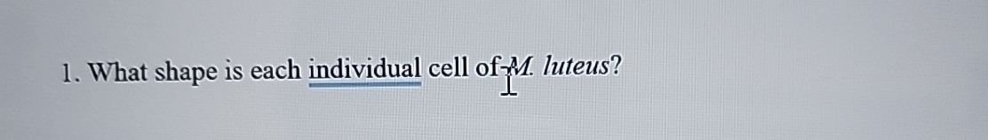 What shape is each individual cell of M. ﻿luteus? | Chegg.com