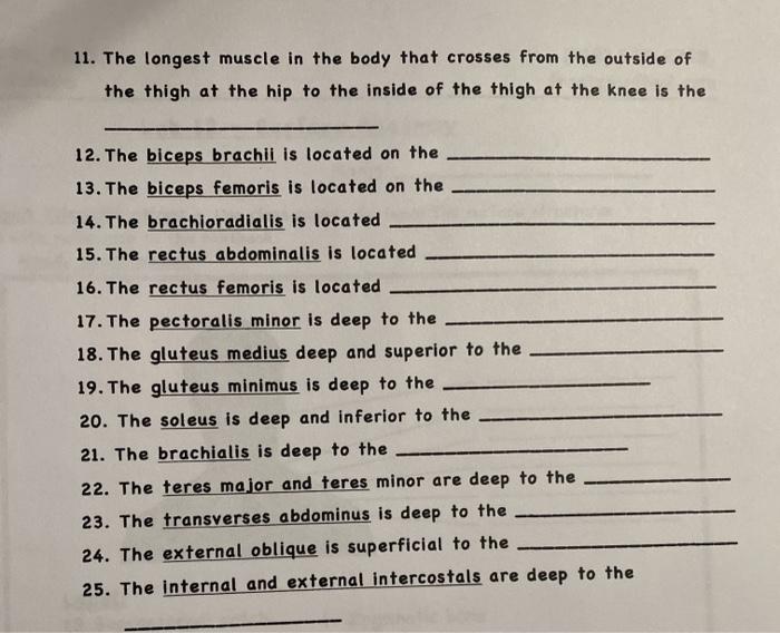 Solved 11. The longest muscle in the body that crosses from | Chegg.com