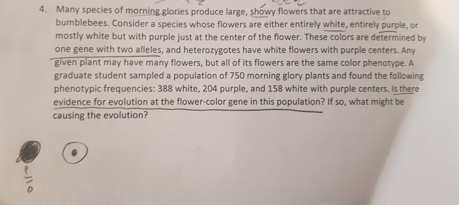 Solved 4. Many species of morning glories produce large, | Chegg.com