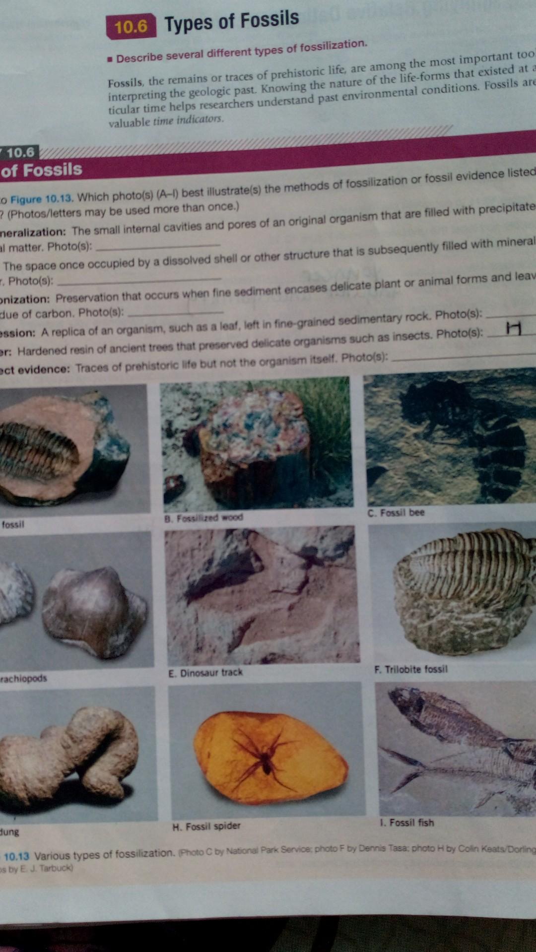 Solved 10.6 Types of Fossils • Describe several different | Chegg.com