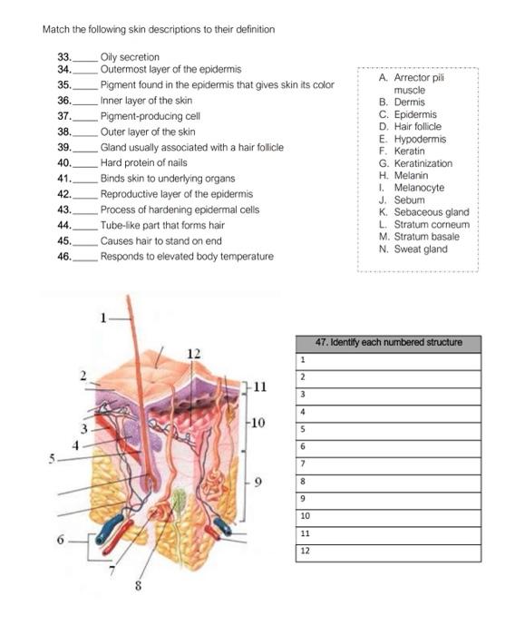 Solved Match the following skin descriptions to their | Chegg.com