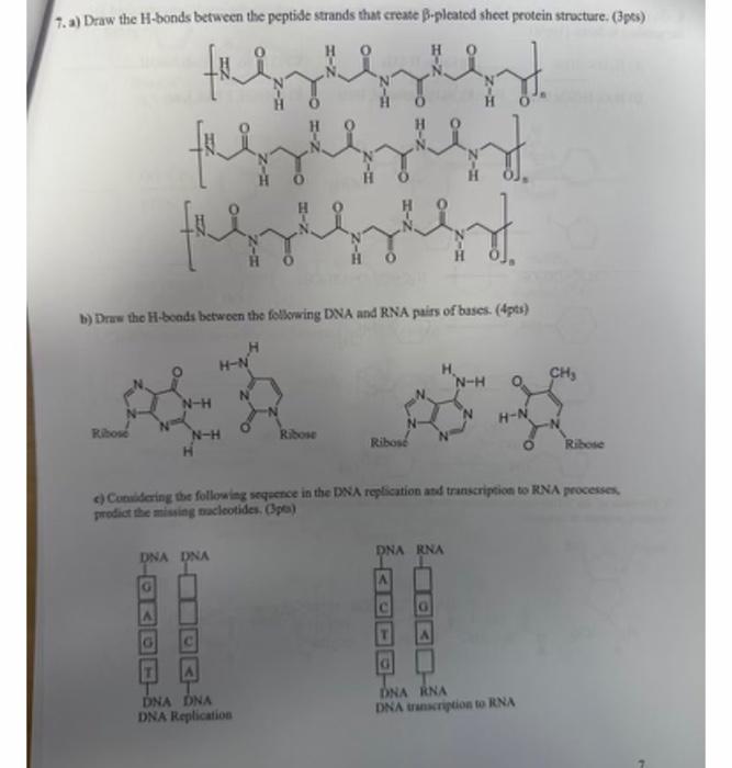 Solved a) Draw the H-bonds between the peptide strands that | Chegg.com