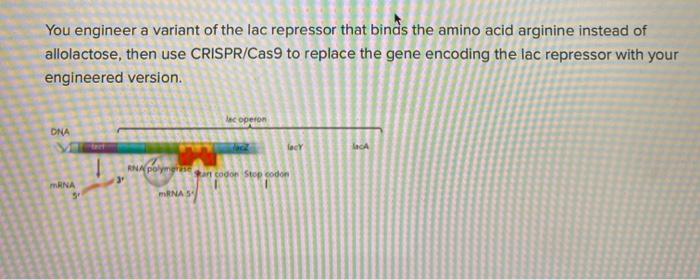Solved Would cells with the mutated ribosome binding site | Chegg.com