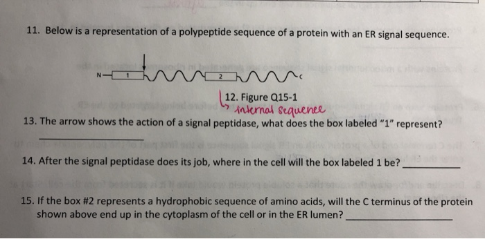 Solved 11. Below is a representation of a polypeptide | Chegg.com