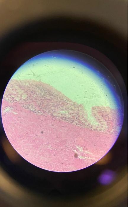 Solved label the structure of epithelial cell tissue | Chegg.com